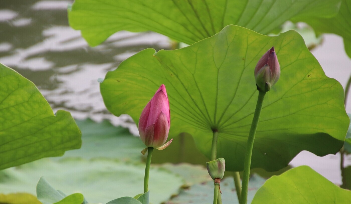 Lotus Flower Growth Stages at Jayden Scrymgeour blog